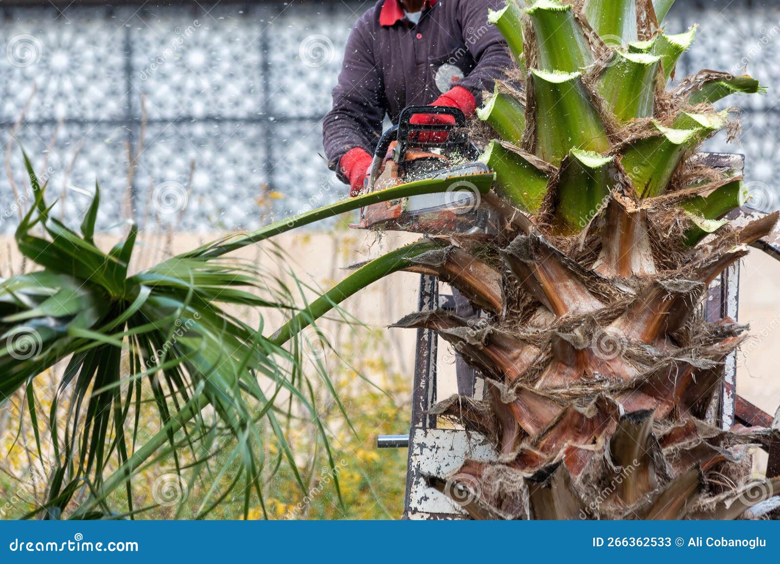Worker Pruning a Palm Tree with a Tree Saw Stock Image - Image of ...