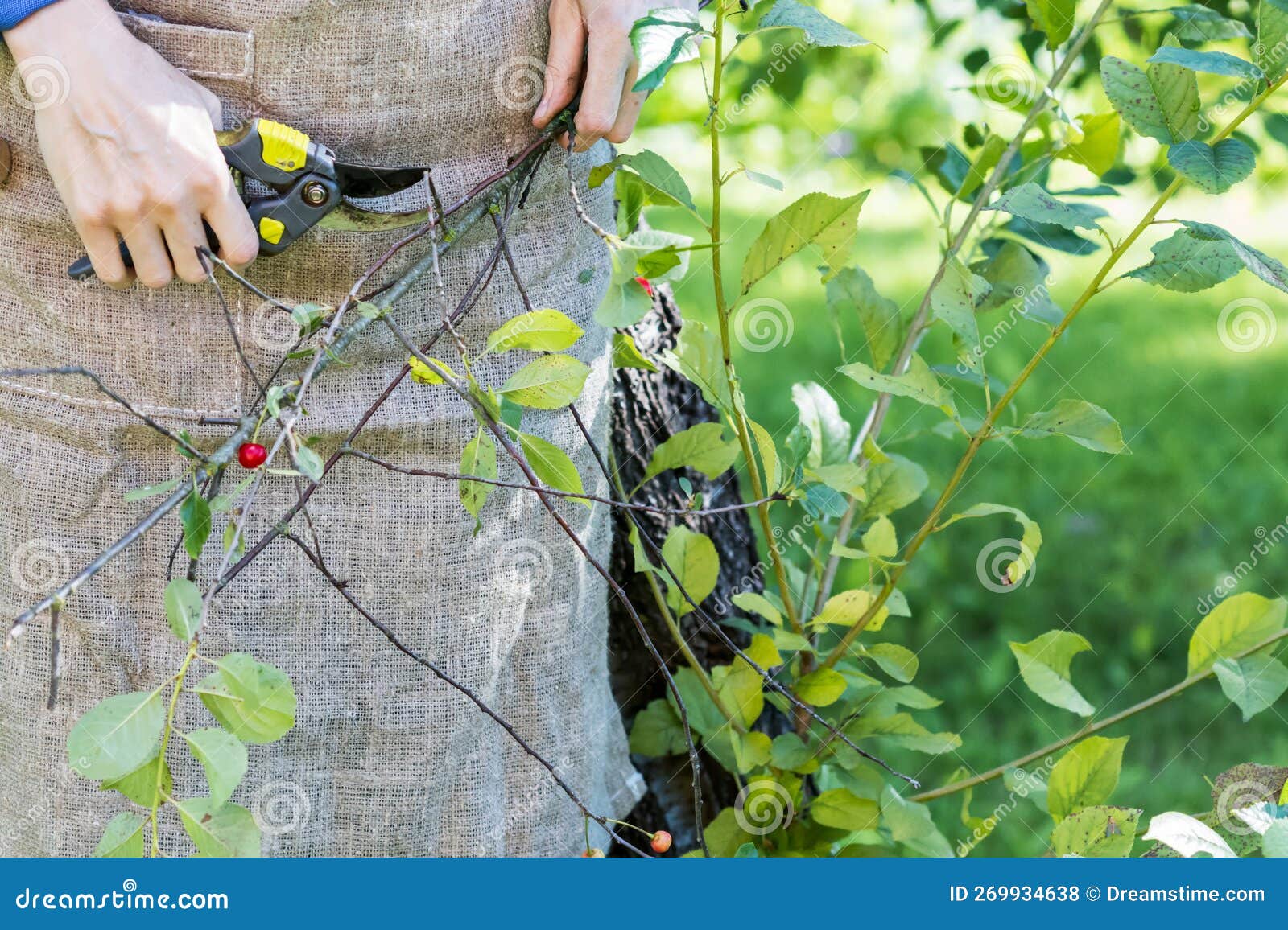 Worker is Pruning Plant Branches, Gardener is Thinning Cherry Tree ...