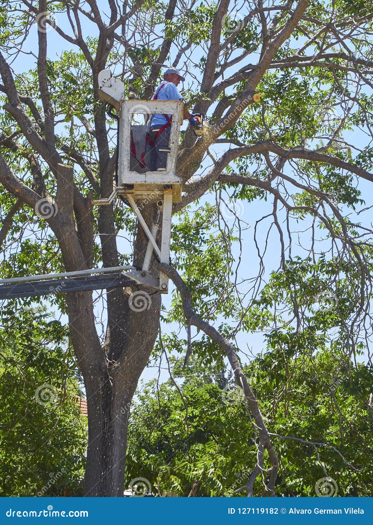 A Worker Pruning a Tree at Height. Editorial Photography - Image of ...