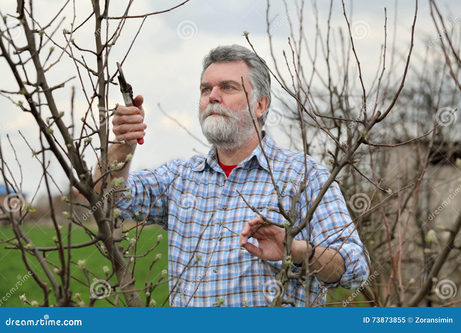 Worker Pruning Tree in Orchard, Agriculture Stock Image - Image of ...
