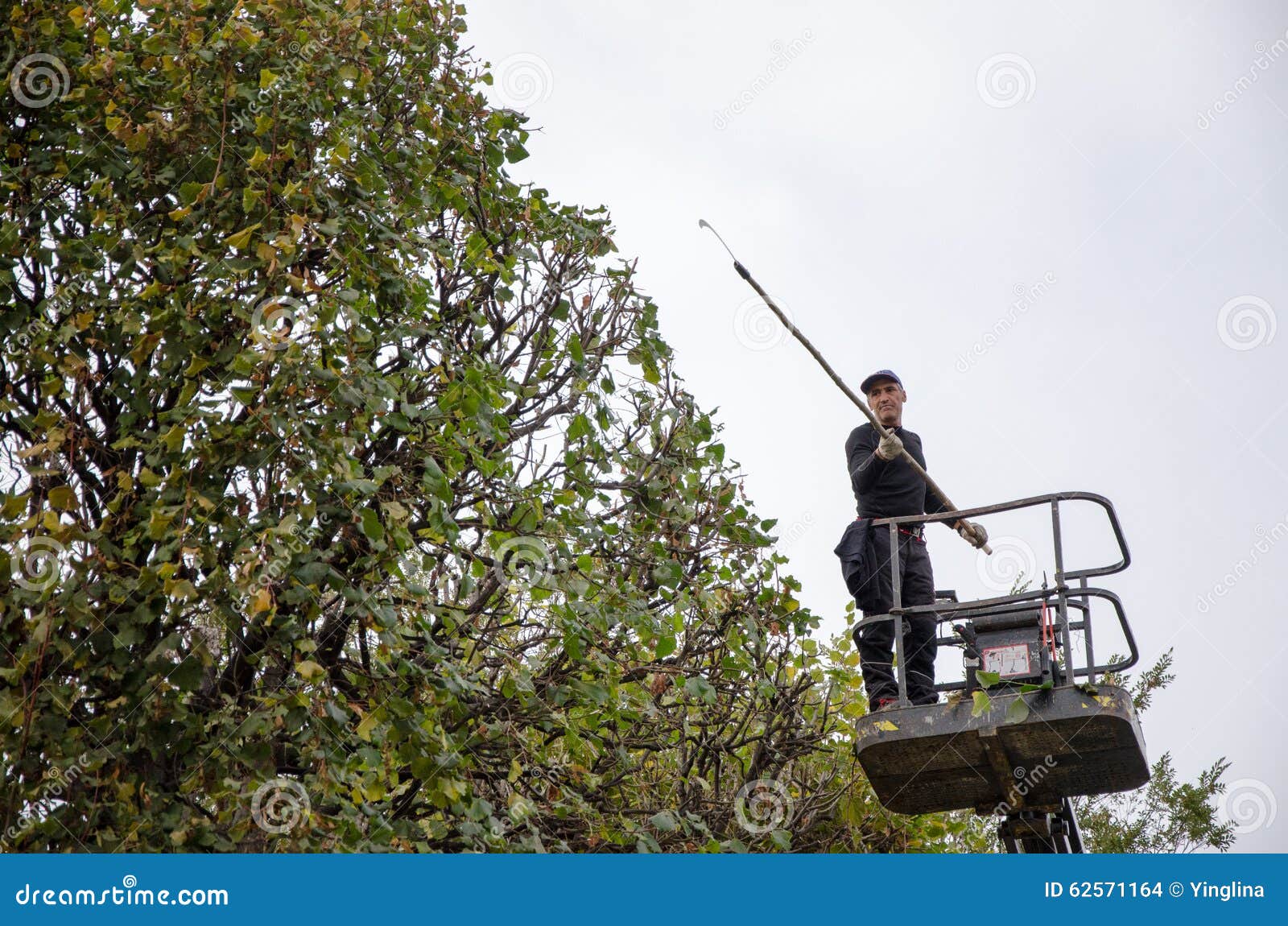 Worker Pruning Trees in the Street Editorial Editorial Stock Image ...