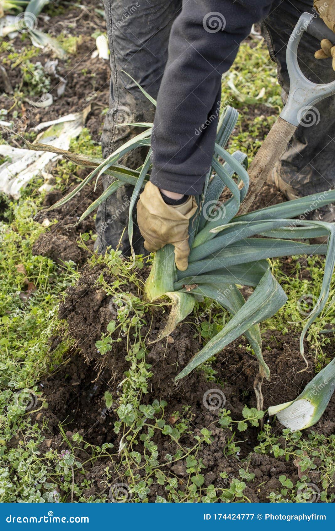 Worker Pulling Fresh Leeks from the Ground Stock Image - Image of ...