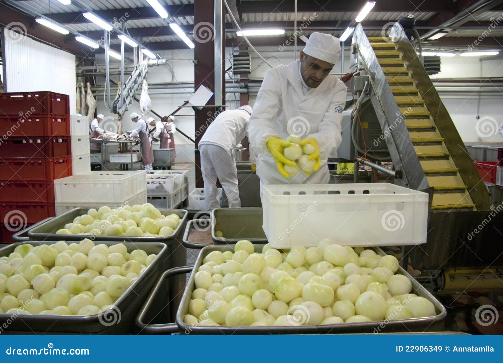 Worker puts an onions editorial stock image. Image of dumplings - 22906349
