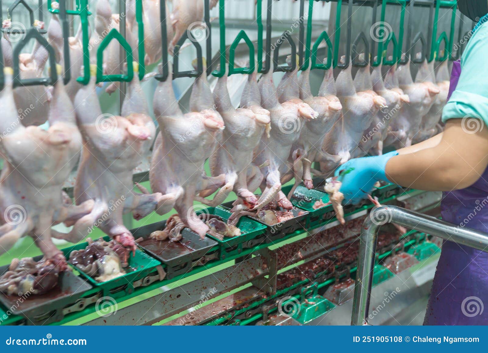 Worker Remove Offal Out of Chicken Stock Photo - Image of line ...