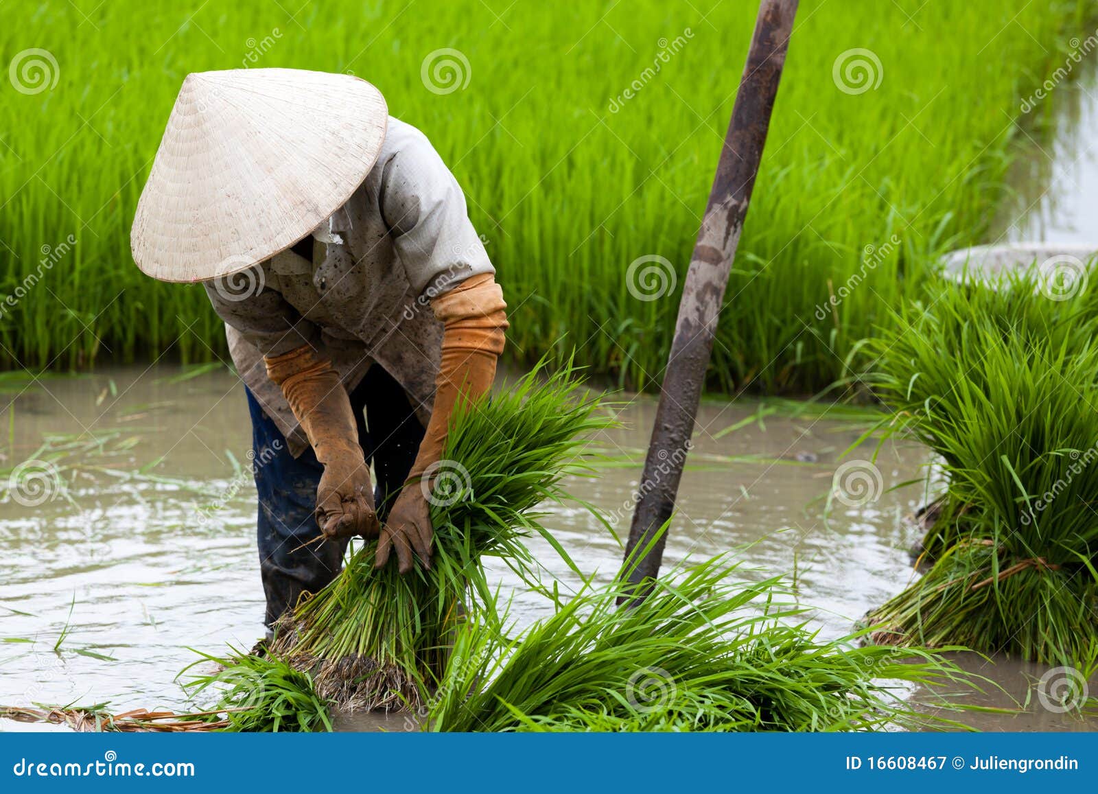 Worker in Rice Field stock image. Image of plantation - 16608467