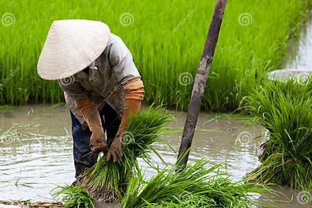 Worker in Rice Field stock image. Image of plantation - 16608467