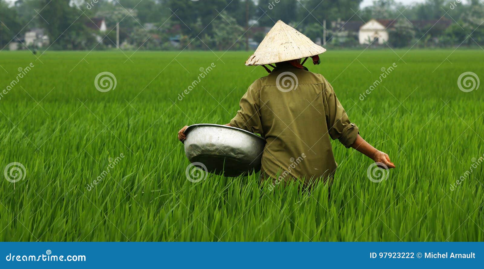 Worker in rice field editorial photography. Image of malaysia - 97923222