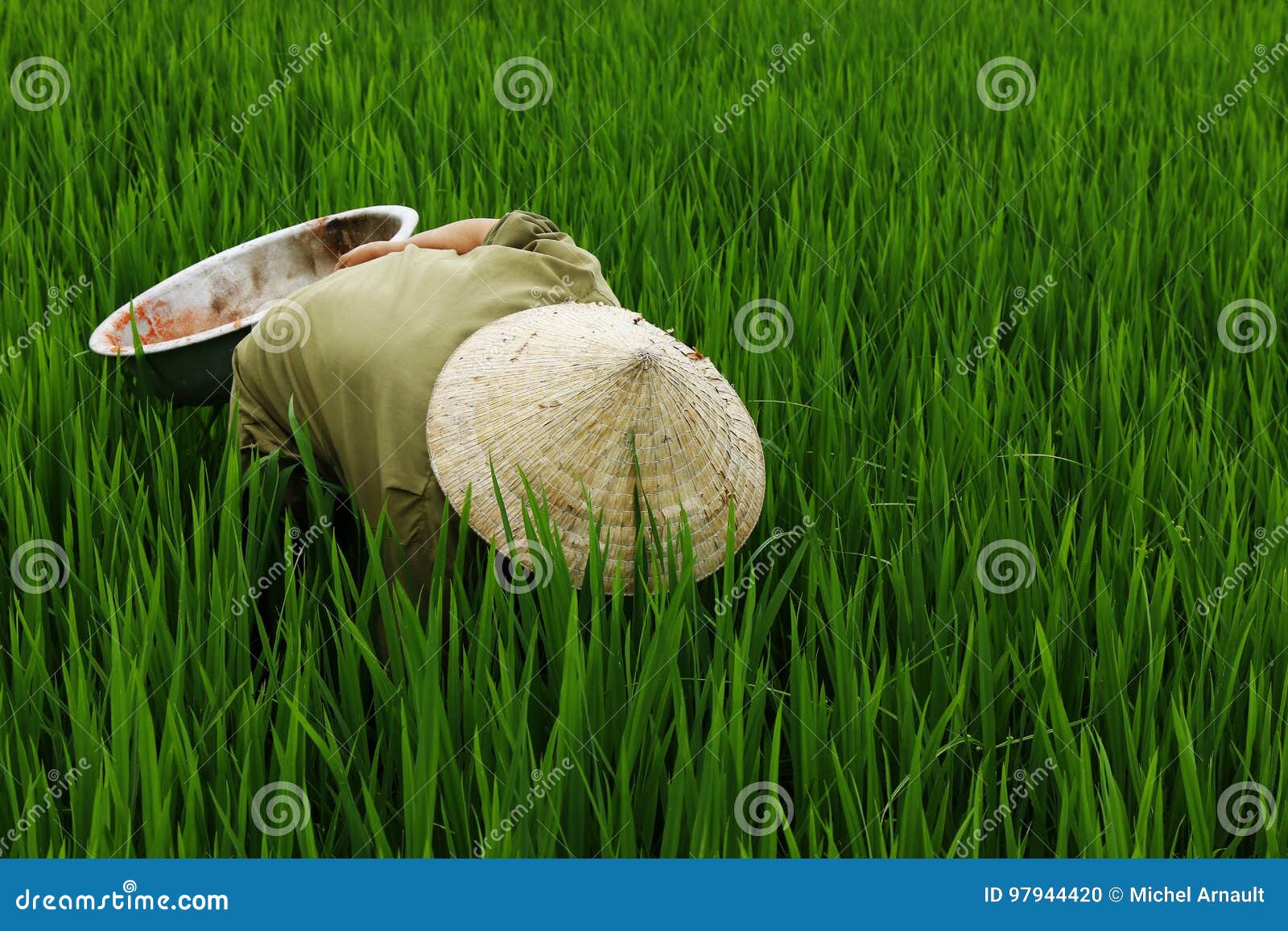 Worker in rice field stock photo. Image of farmer, laos - 97944420
