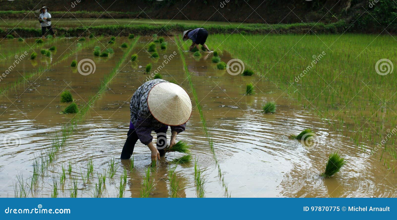 Worker in rice field stock image. Image of field, farmer - 97870775