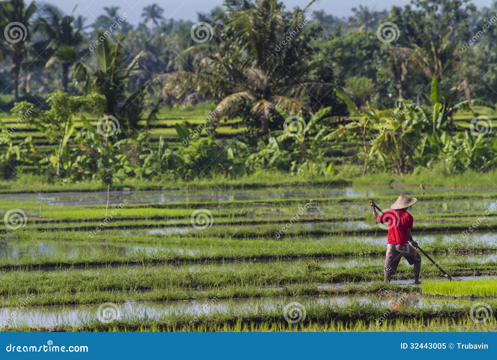 Worker at Rice Field stock image. Image of covered, pesticide - 32443005