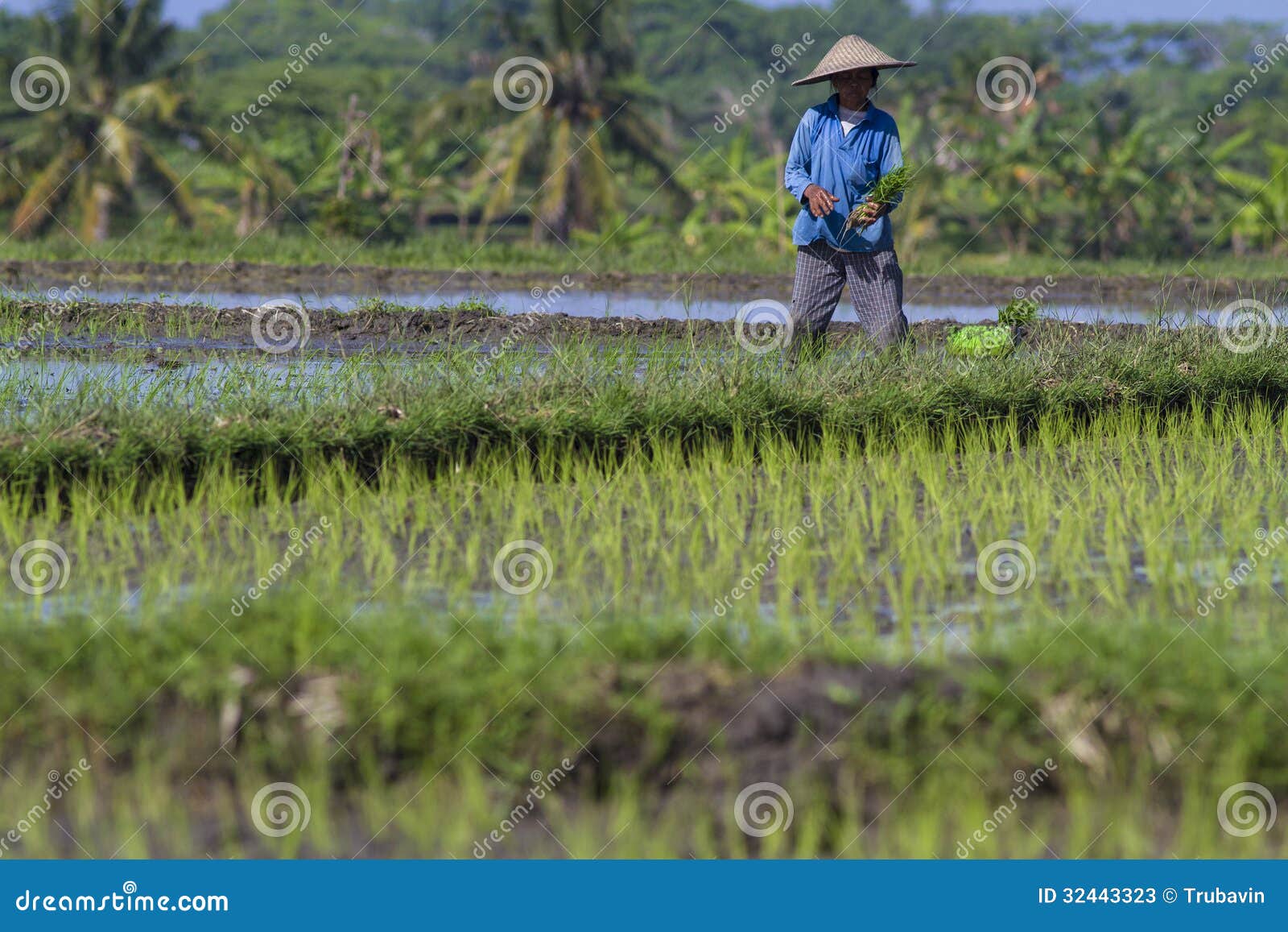 Worker at Rice Field editorial stock photo. Image of nature - 32443323