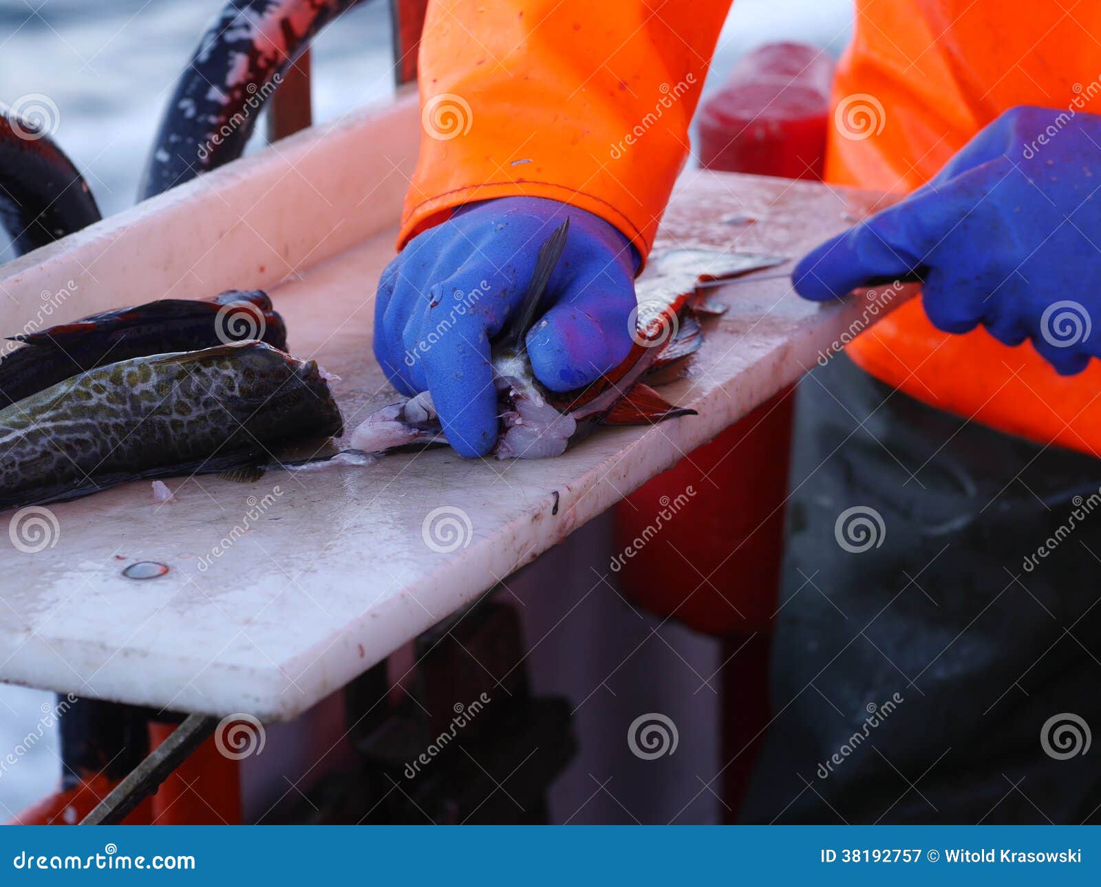 Worker S Hands Cutting Fish Stock Image - Image of cropped, nutrition ...