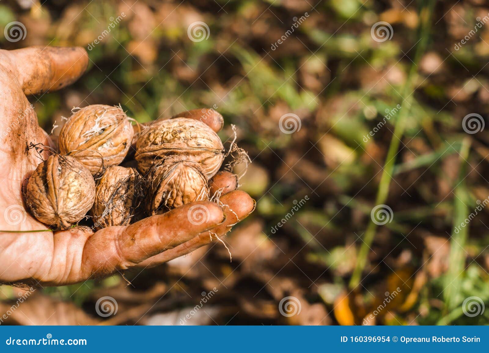 Worker`s Hands Picking Nuts, Colored by the Peel Stock Photo - Image of ...
