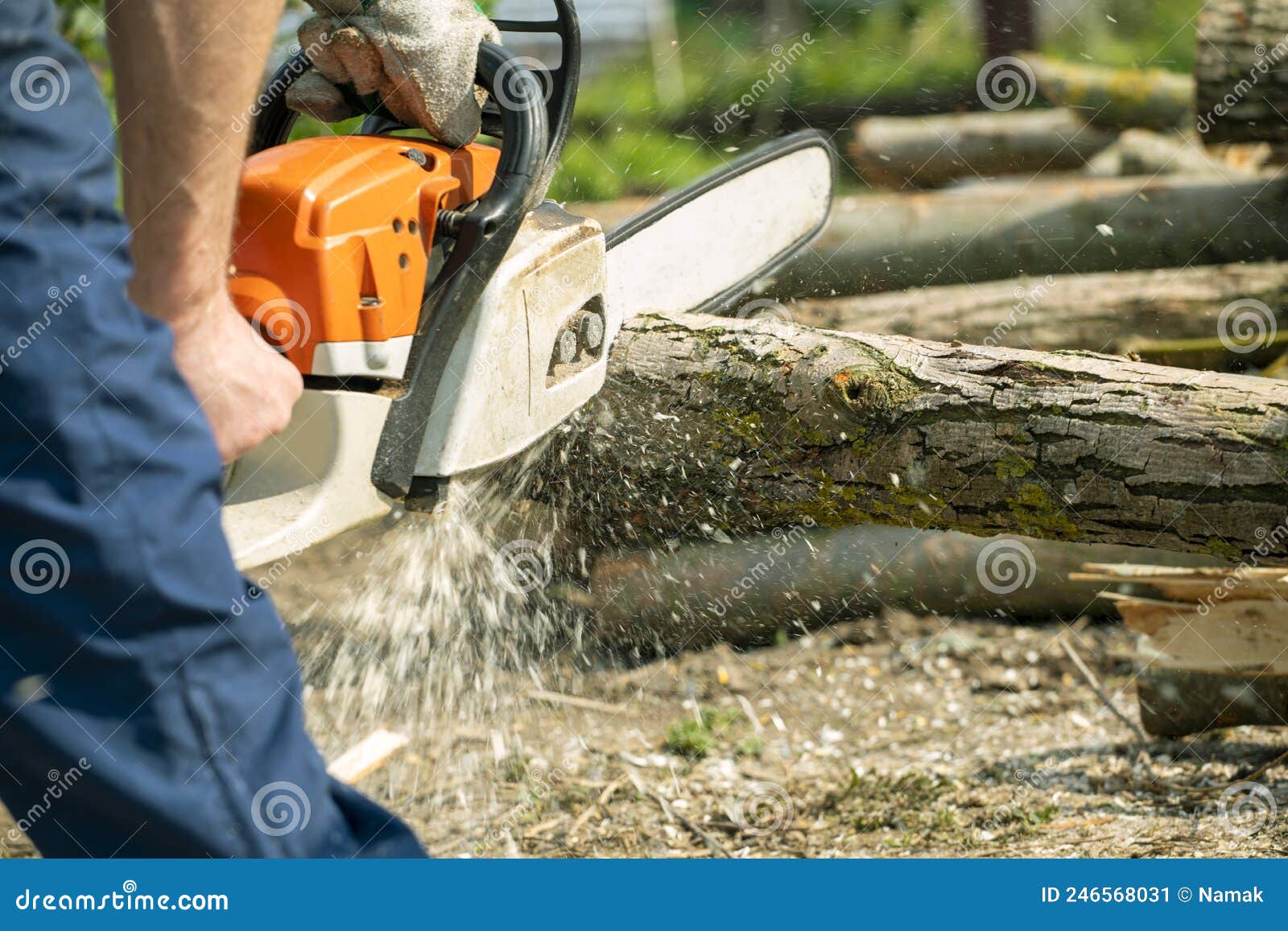 Worker Sawing with a Chainsaw into Pieces a Long Trunk of a Tree, Farm ...