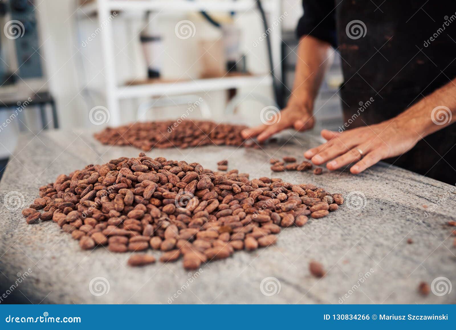 Worker Sorting Cocoa Beans into Piles on a Factory Table Stock Photo ...