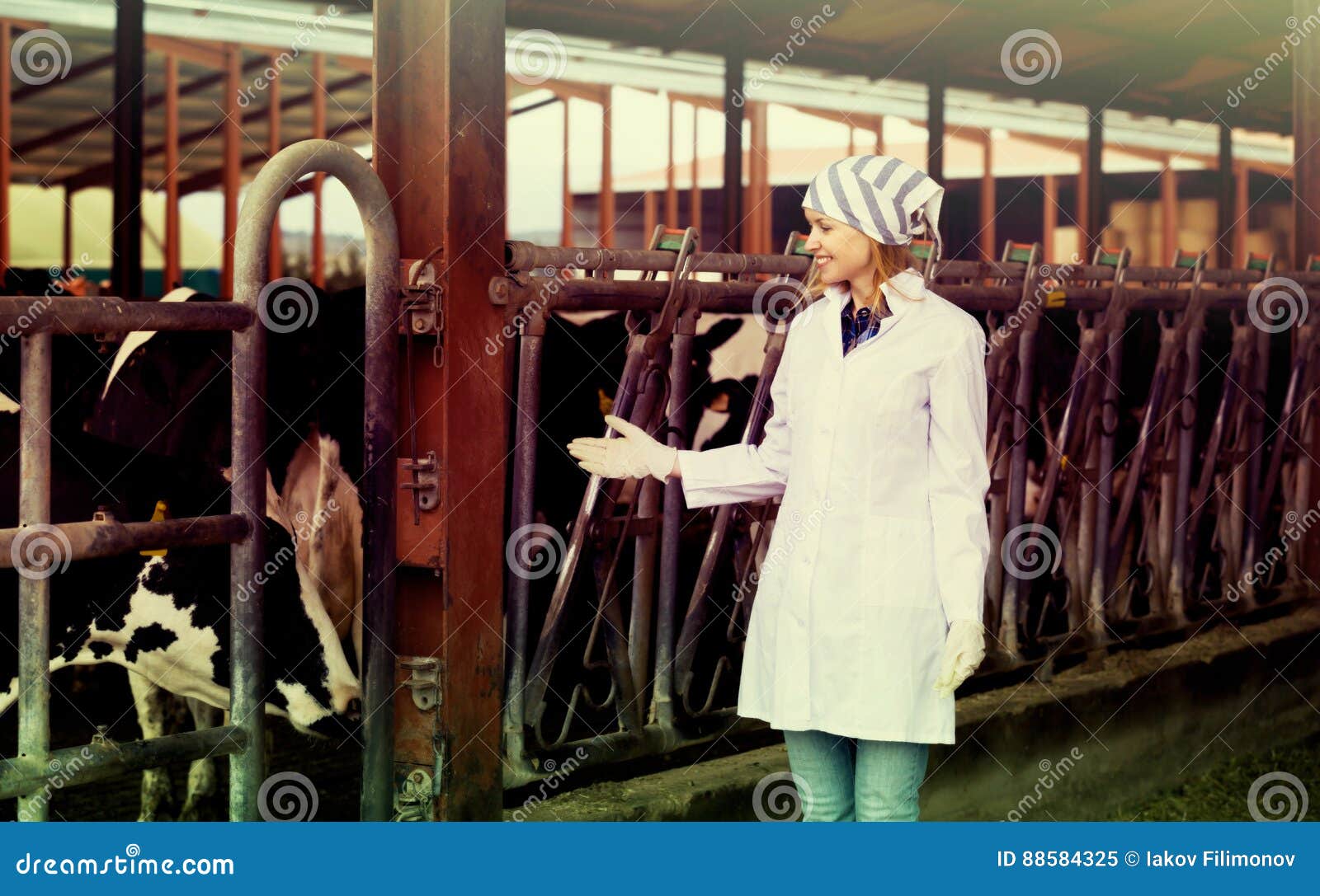 Worker Taking Care of Dairy Herd Stock Image - Image of employee ...