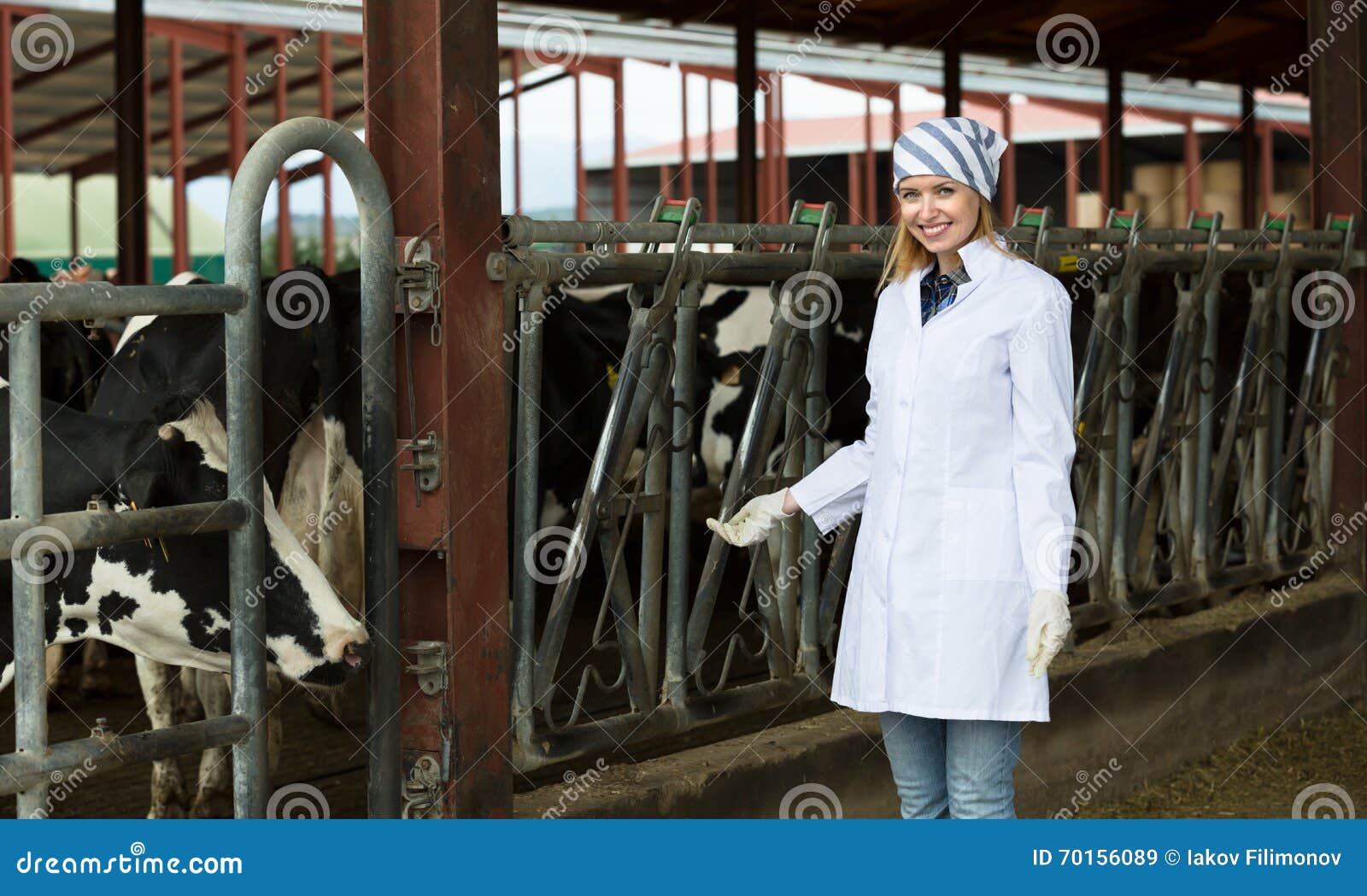 Worker Taking Care of Dairy Herd Stock Image - Image of girl, farmer ...