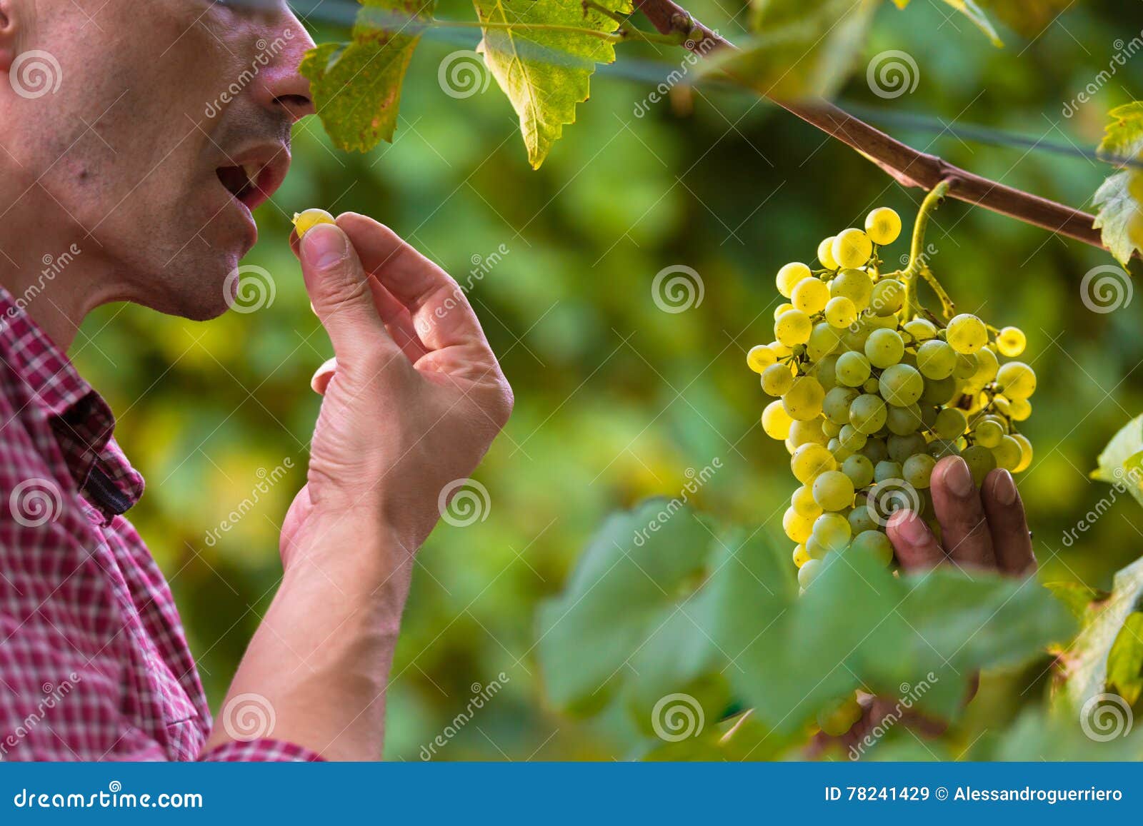 Worker Tasting a White Grape from Vines Stock Image - Image of crop ...