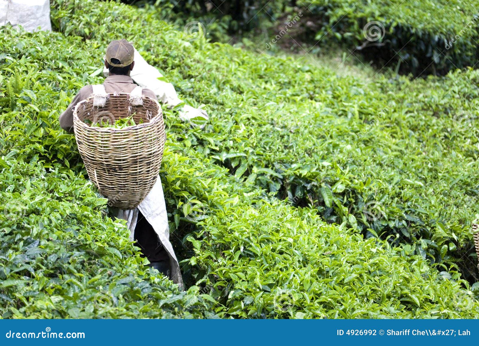 Worker on tea plantation editorial photography. Image of agriculture ...