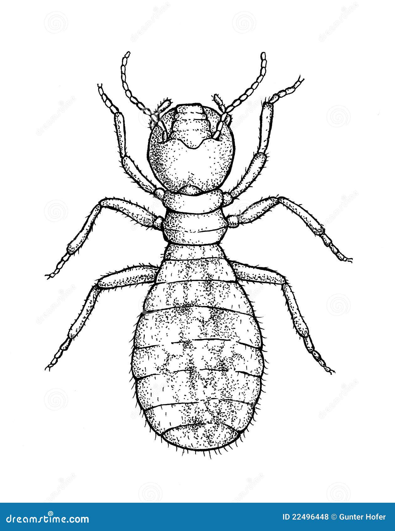 Worker Termite Illustration Stock Illustration - Illustration of legs ...