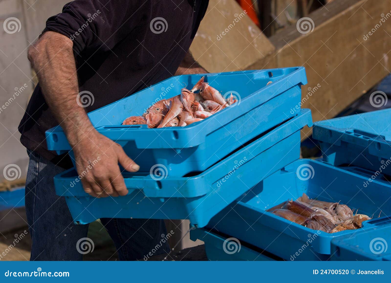 Worker with trays of fish stock photo. Image of mediterranean - 24700520