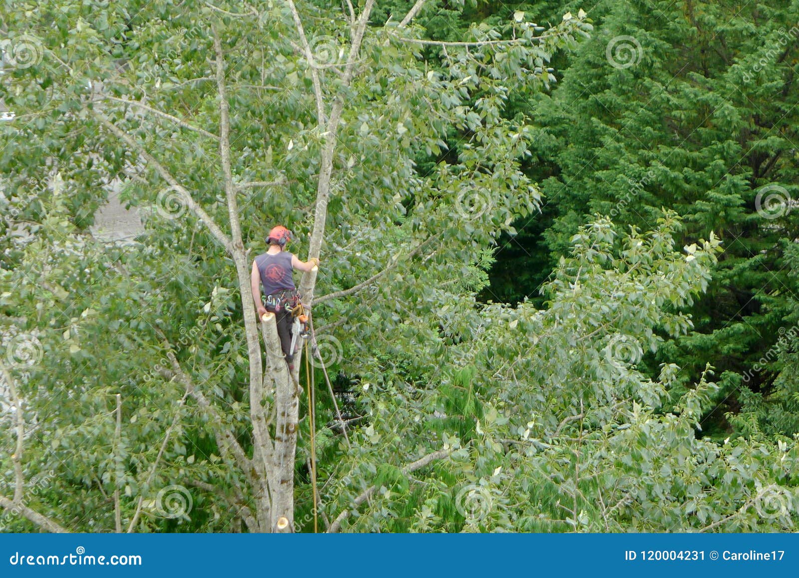 Worker Trimming a Tall Tree Editorial Photo - Image of worker, high ...