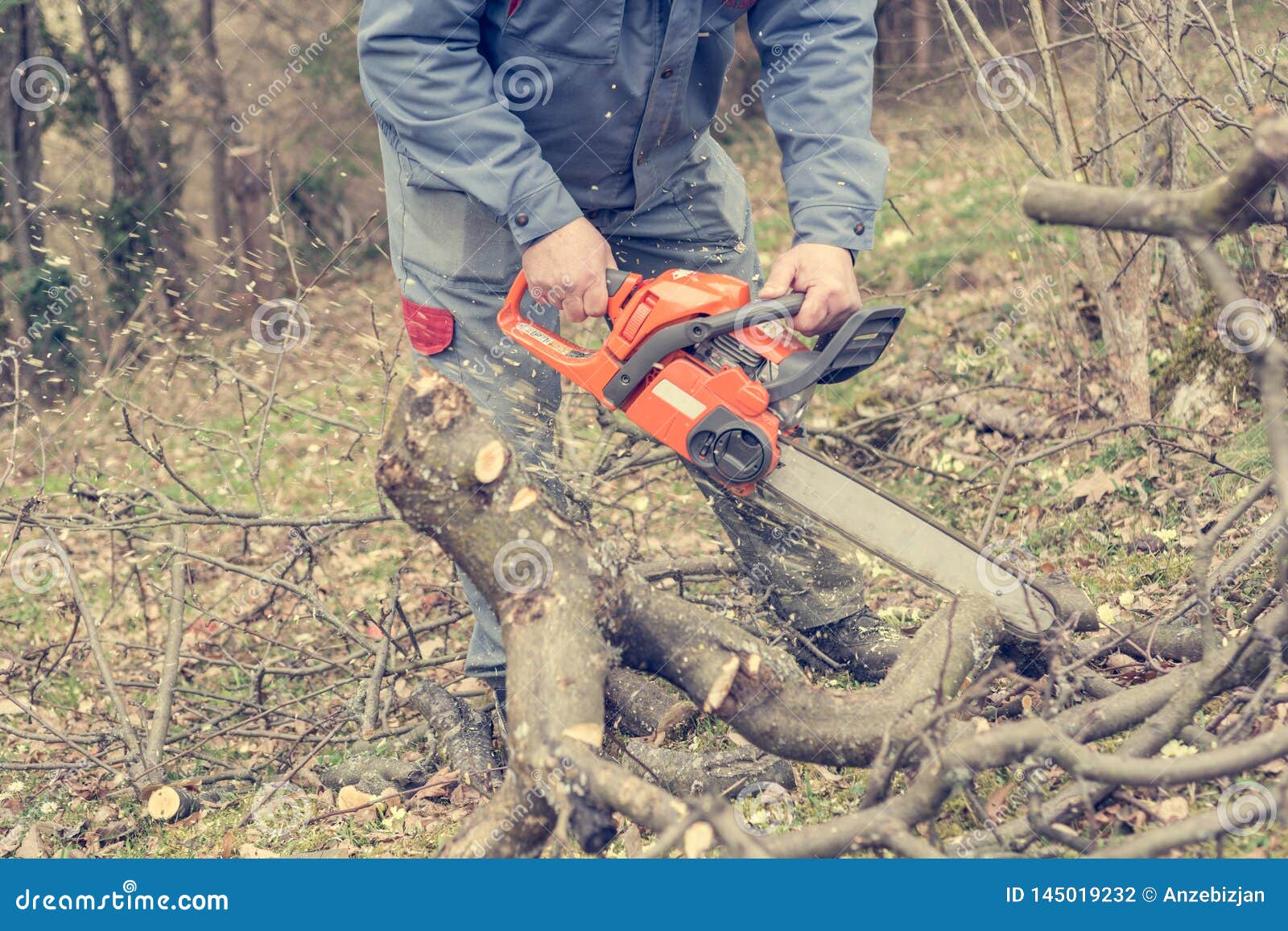 Worker Using Chain Saw and Cutting Tree Branches. Stock Photo - Image ...