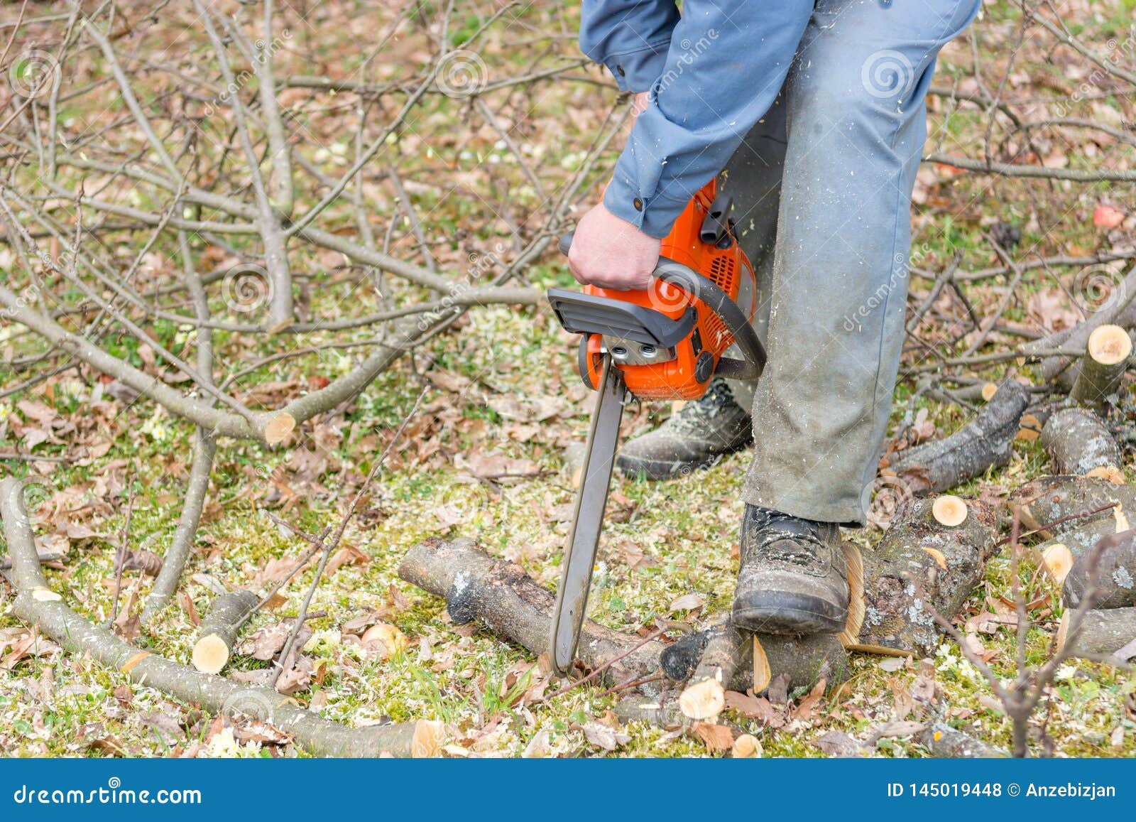 Worker Using Chain Saw and Cutting Tree Branches. Stock Photo - Image ...