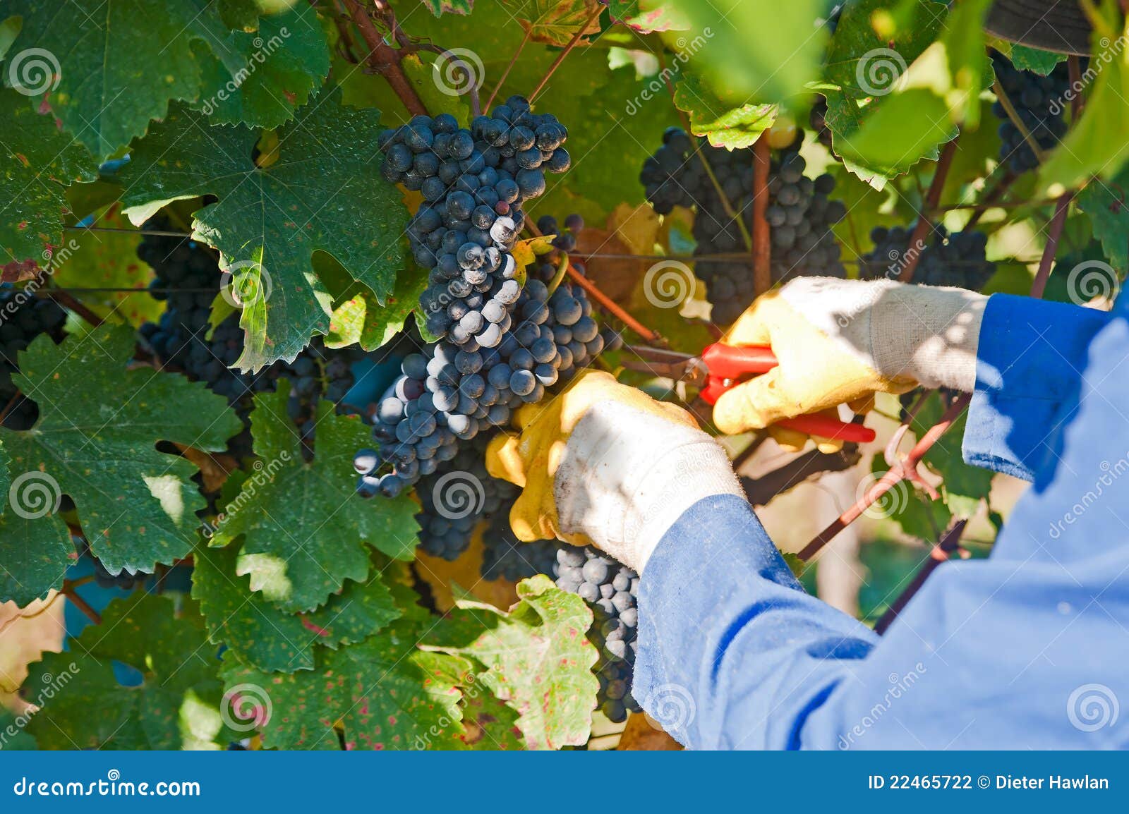 Worker in the vineyard stock photo. Image of harvesting - 22465722
