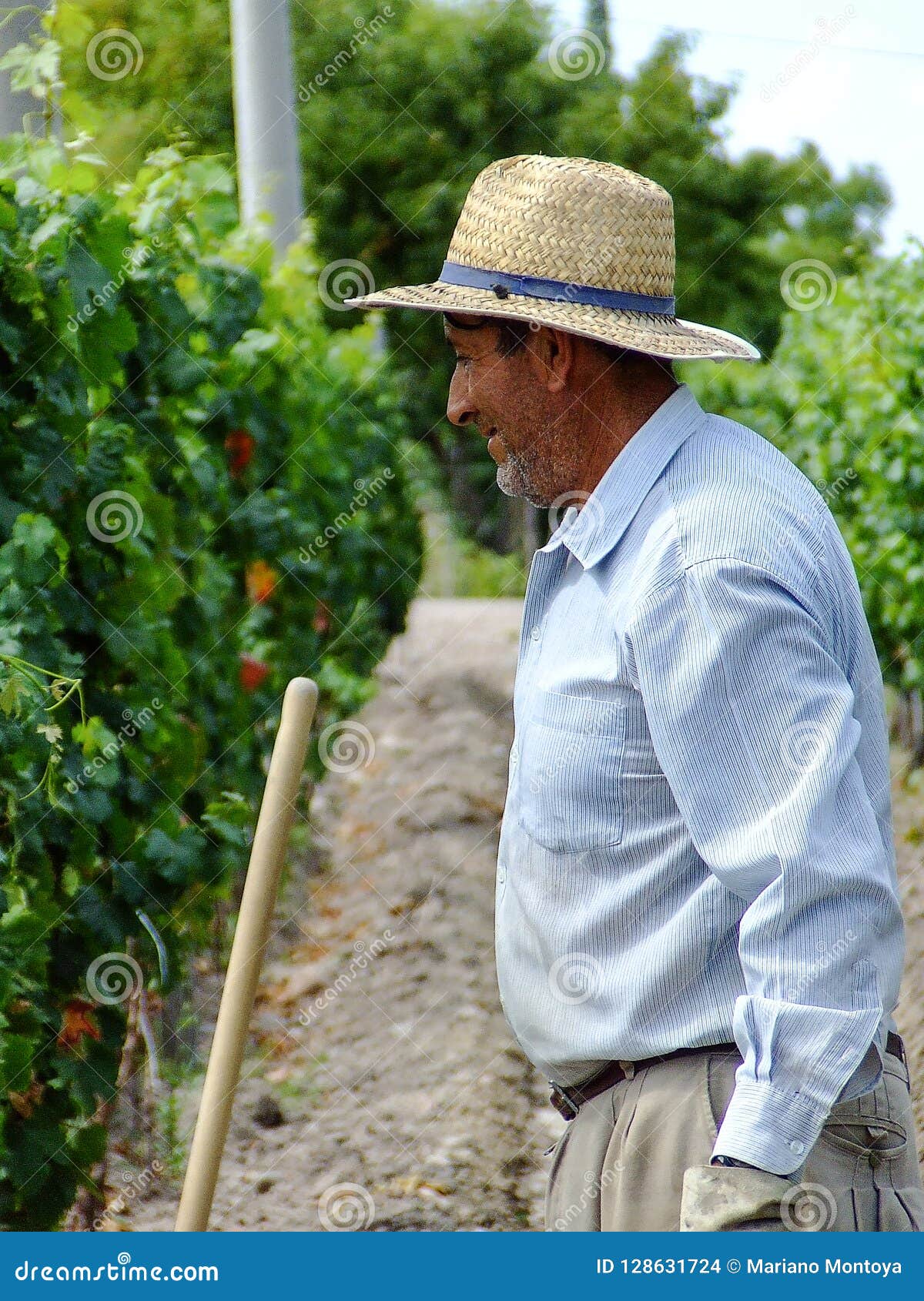 Worker in vineyard editorial stock image. Image of winery - 128631724