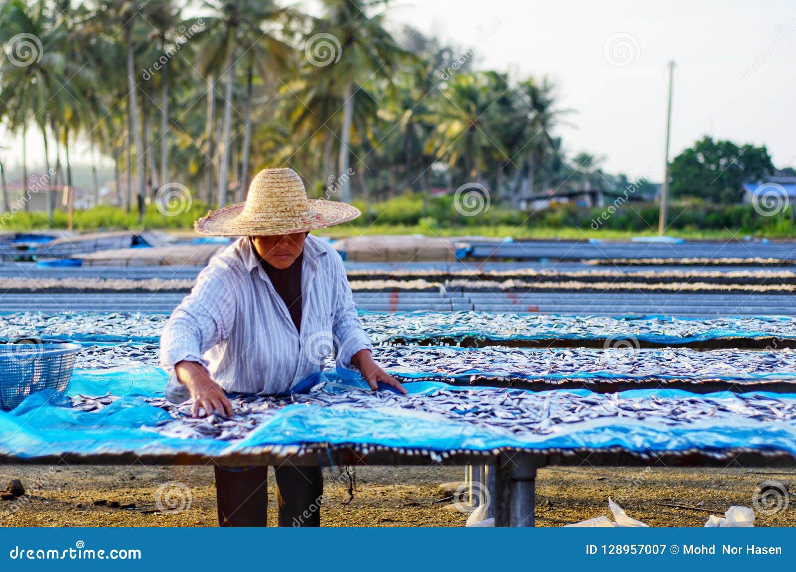 A Worker Was Busy Drying the Fish for the Process of Drying the Fish ...
