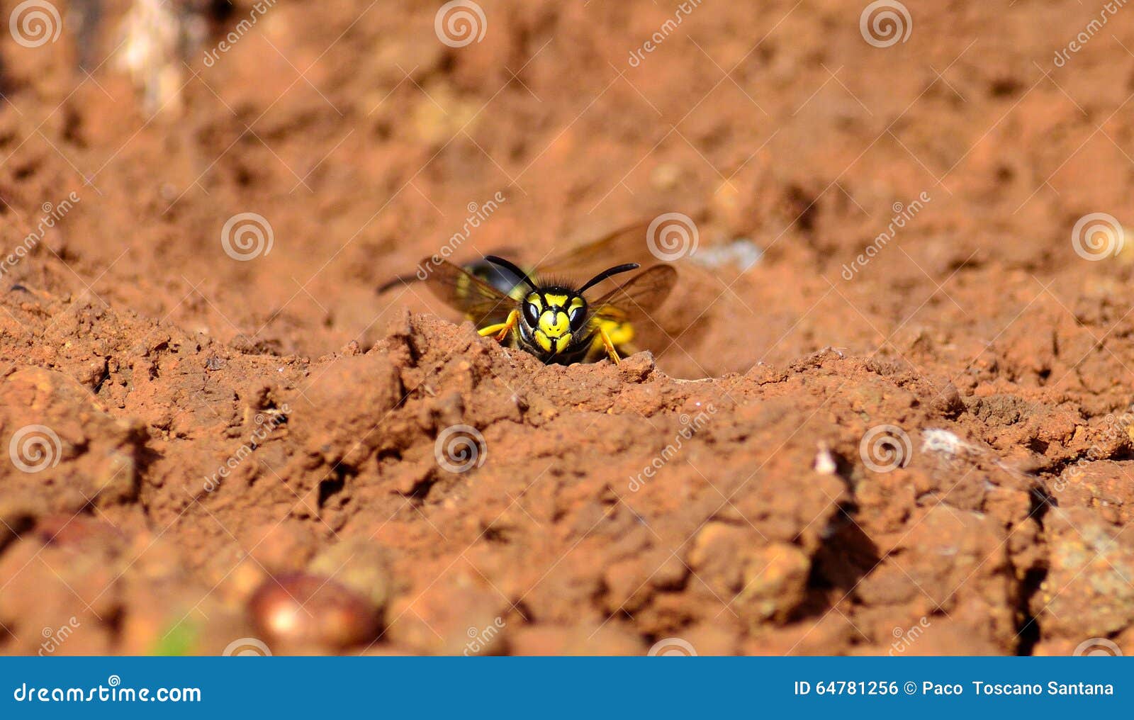 Worker Wasp, Vespula Germanica Stock Photo - Image of environmental ...