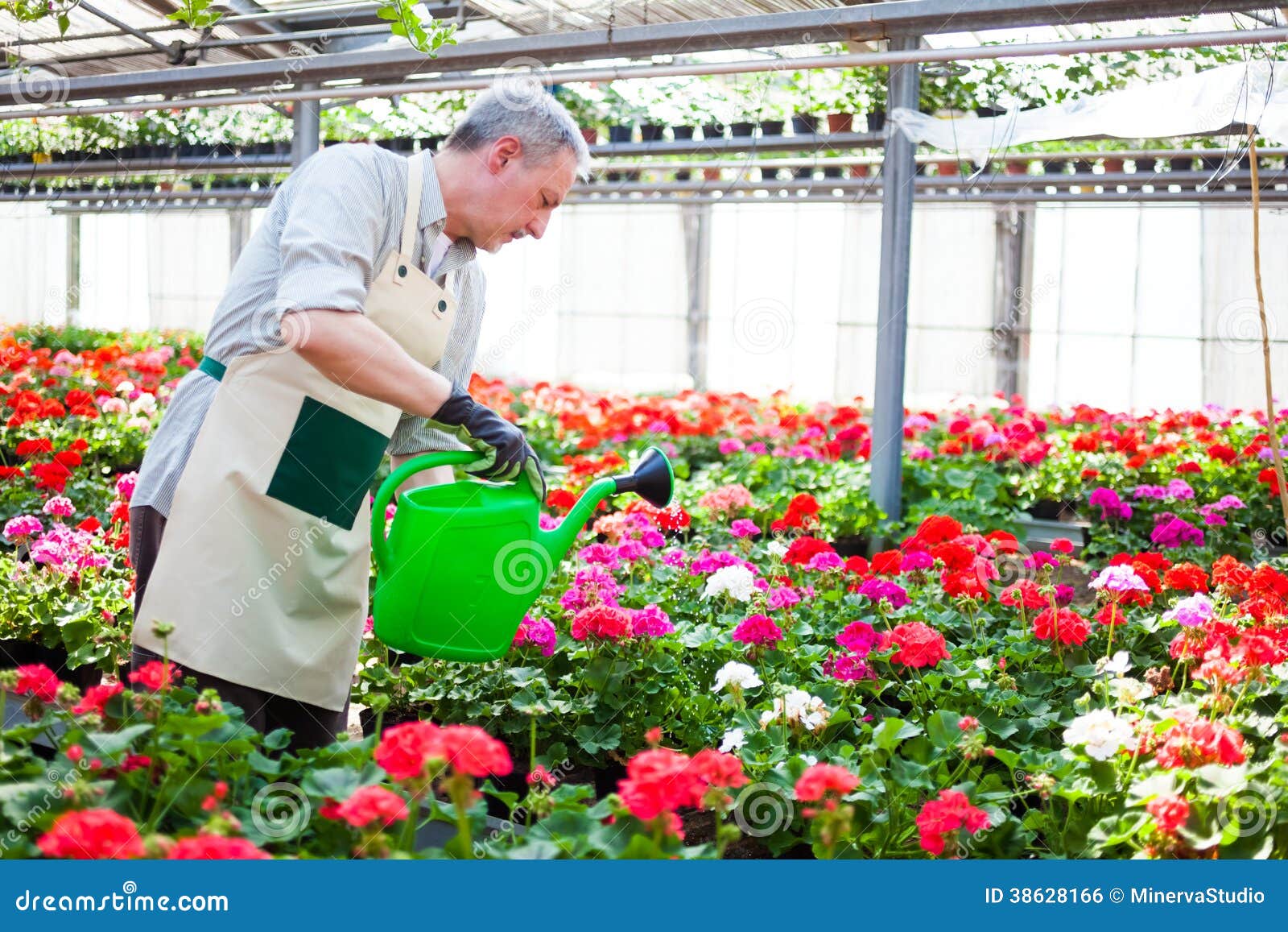 Worker watering plants stock photo. Image of person, nursery - 38628166