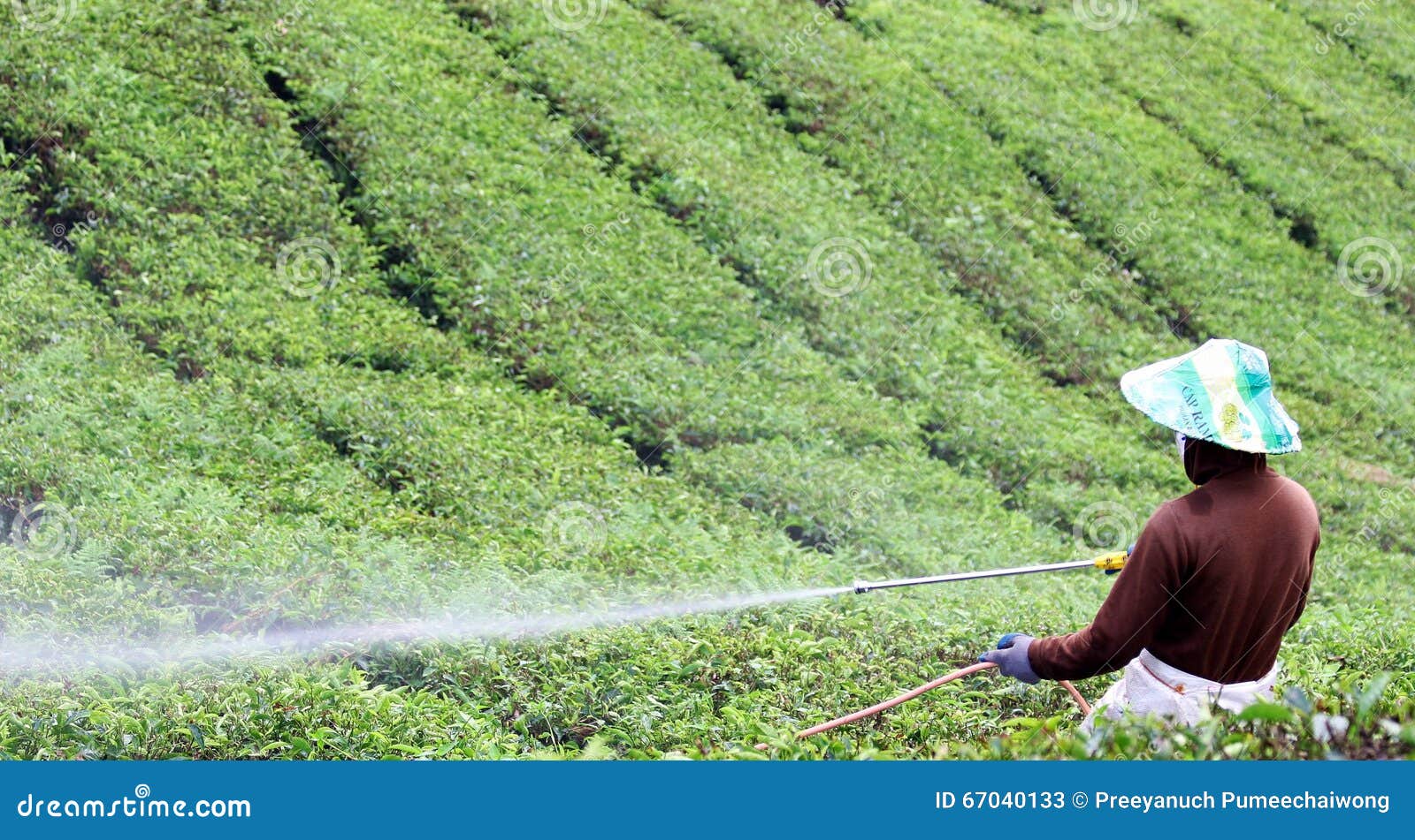 Worker Watering Tea Fields in Cameron Highlands Editorial Stock Photo ...