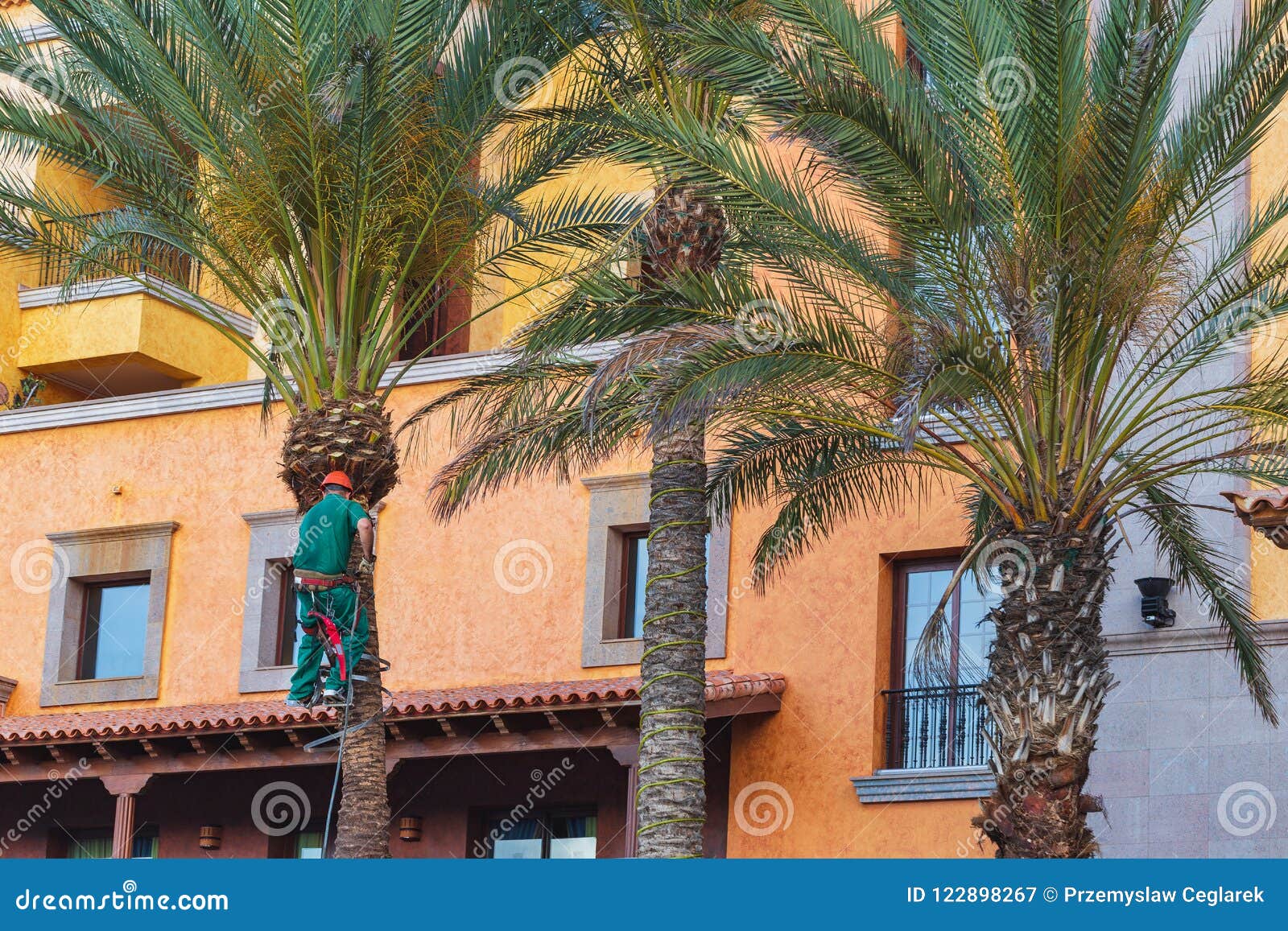 Worker Who Pruning Palm Trees. Editorial Photography - Image of ...
