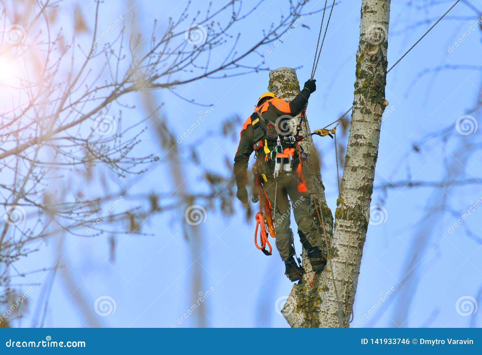 Worker at Work from Tall Tree Cutting Service. Stock Photo - Image of ...