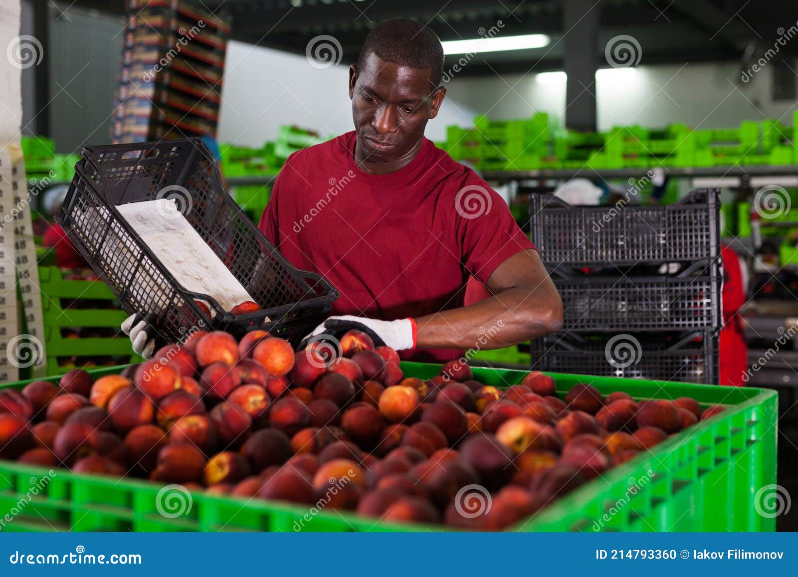 Worker Working at Fruit Warehouse Stock Photo - Image of commerce, food ...
