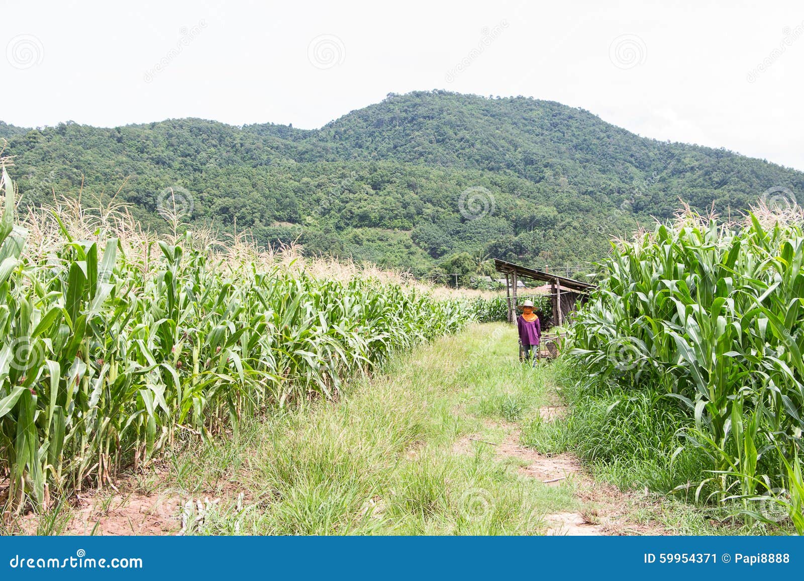 Worker Working Move Bamboo on Corn Field Editorial Photo - Image of ...
