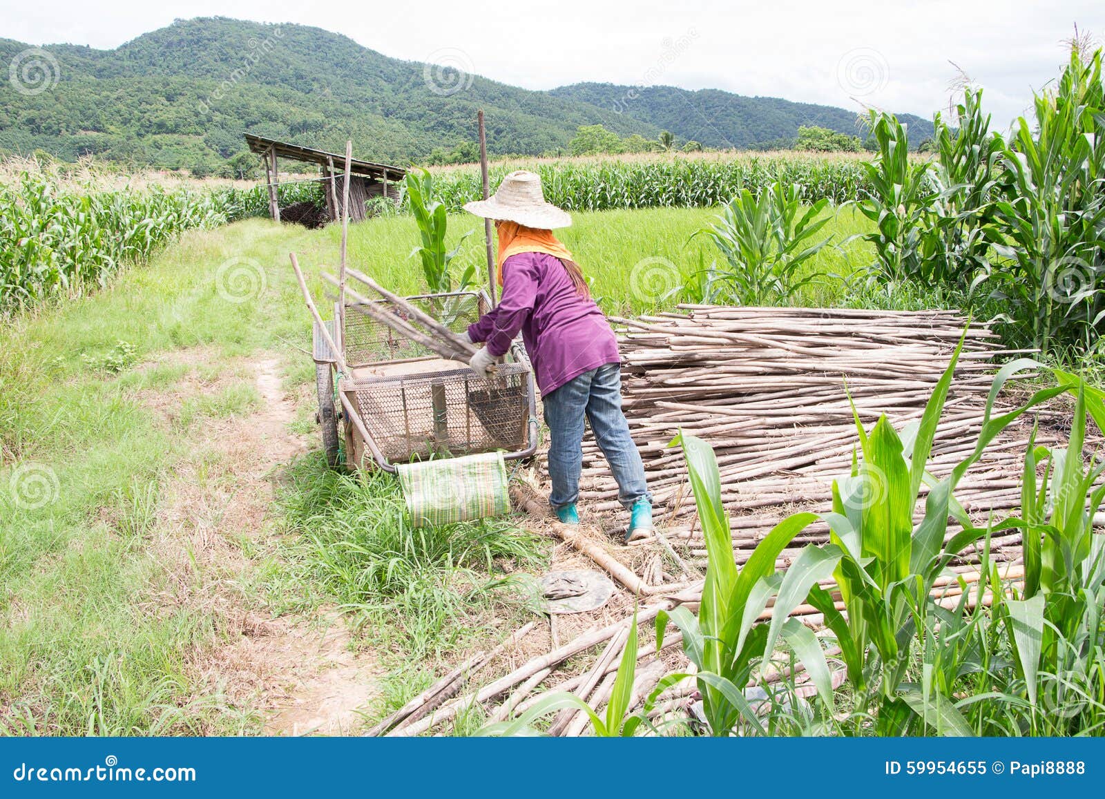Worker Working Move Bamboo on Corn Field Editorial Image - Image of ...