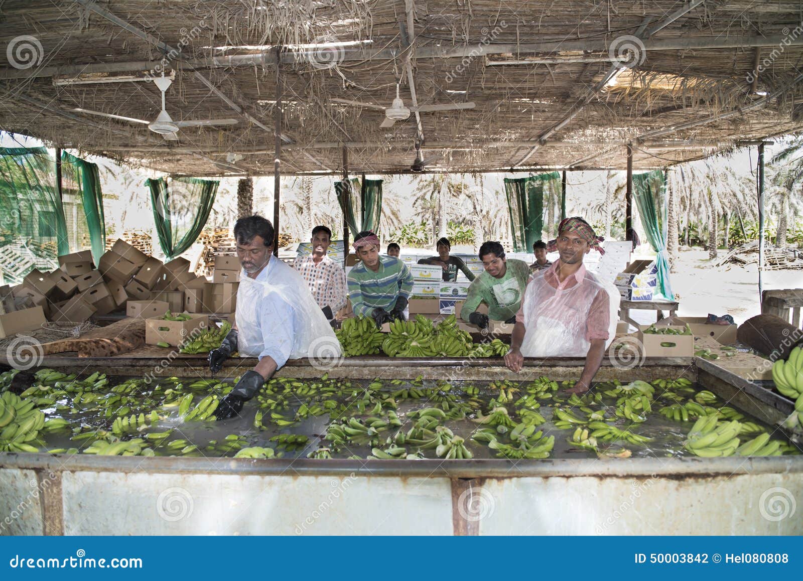 Workers in Banana Plantation Editorial Photography - Image of bananas ...