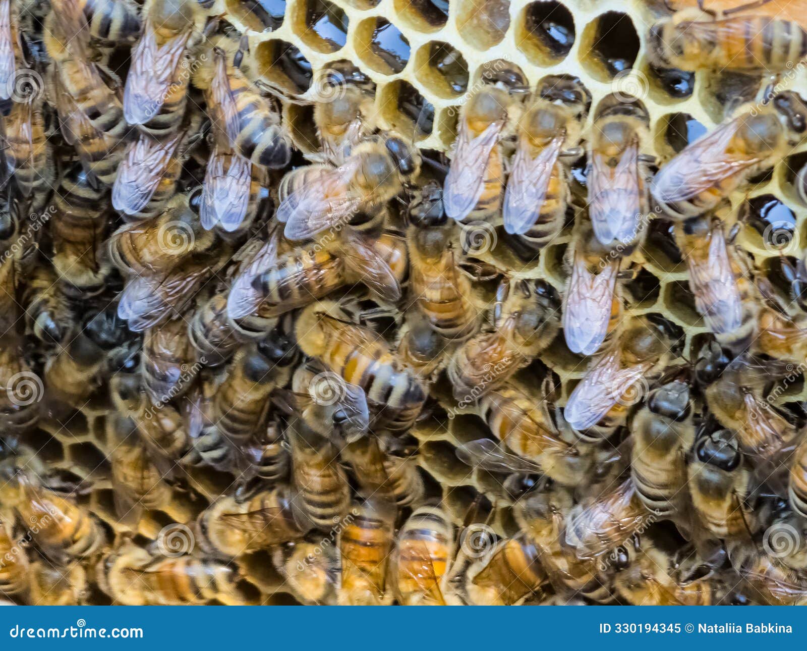 Workers Bees Processes Pollen and Pumps Honey Comb. Apiary Stock Image ...
