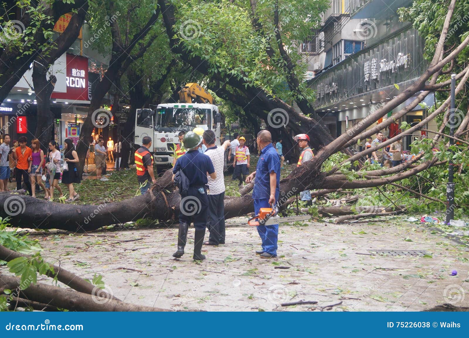 Workers Carry Typhoon Toppled Trees Editorial Stock Photo - Image of ...
