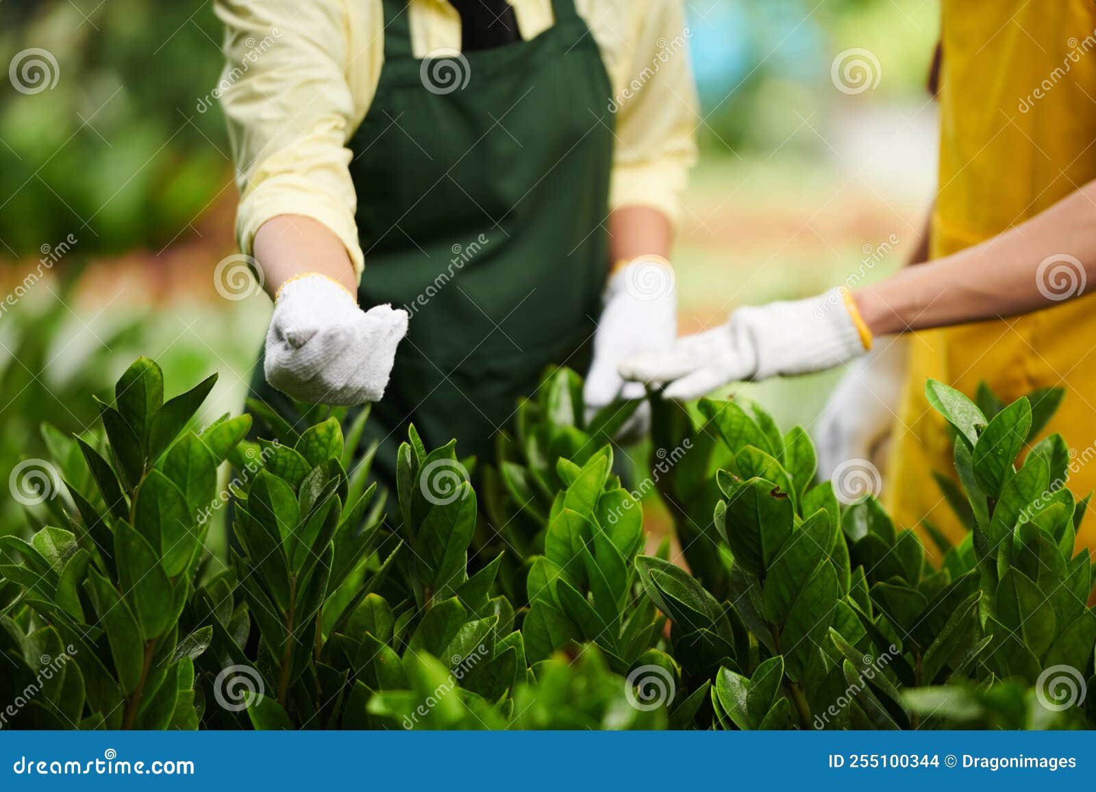 Workers Checking Growing Plants Stock Photo - Image of zamioculcas ...