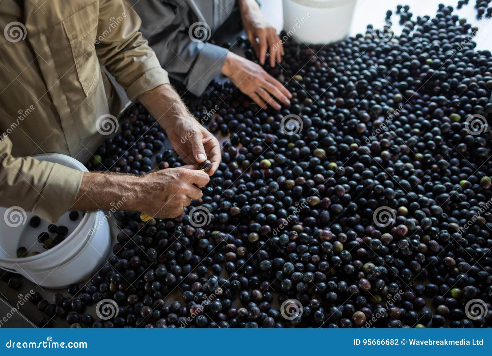 Workers Checking a Harvested Olives in Factory Stock Photo - Image of ...