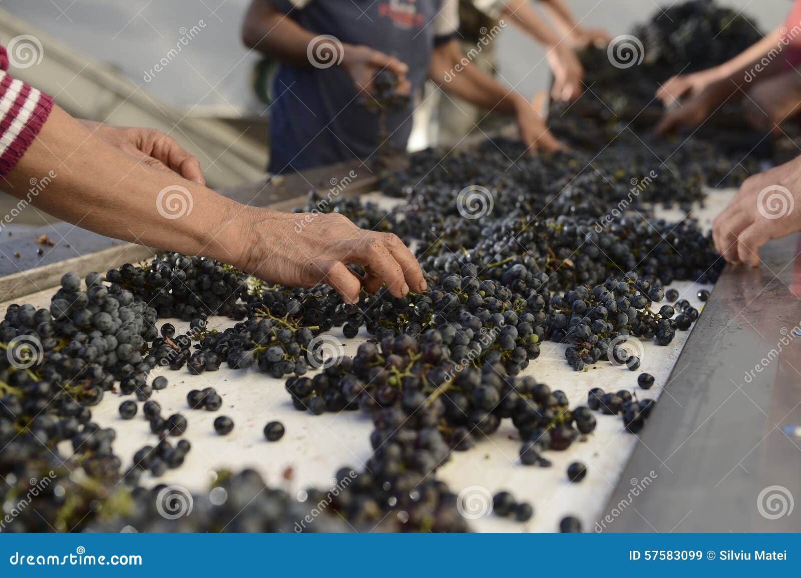 Workers Choose Grapes for a Special Wine Stock Image - Image of farm ...