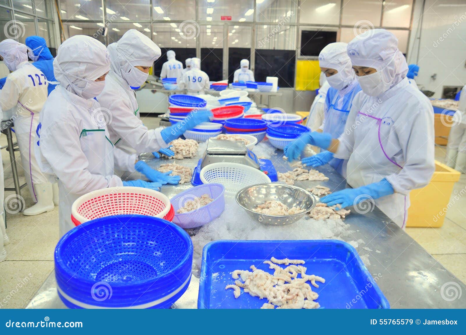 Workers are Classifying Octopus for Exporting in a Seafood Processing ...