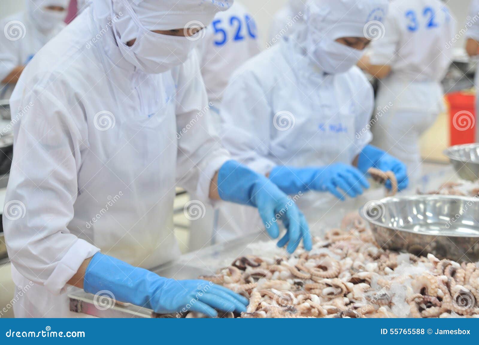 Workers are Classifying Octopus for Exporting in a Seafood Processing ...