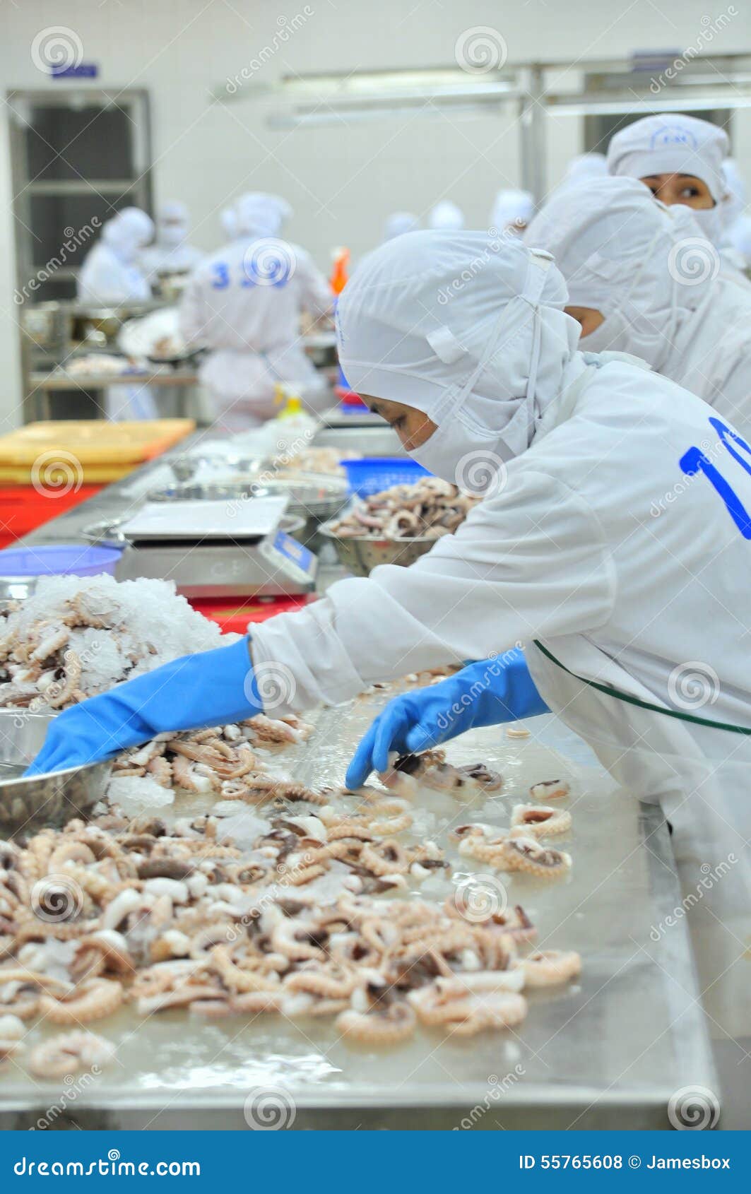 Workers are Classifying Octopus for Exporting in a Seafood Processing ...