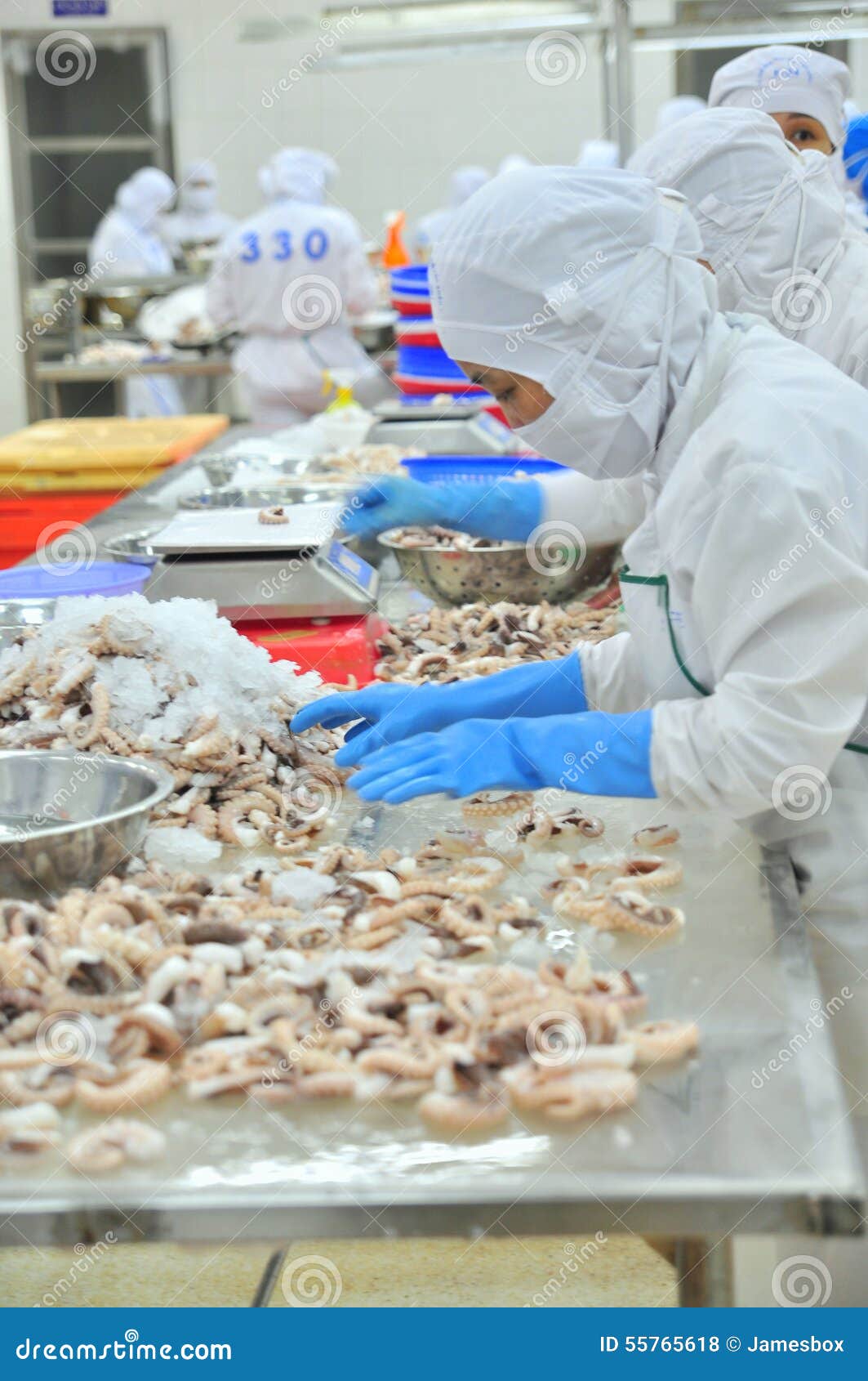 Workers are Classifying Octopus for Exporting in a Seafood Processing ...