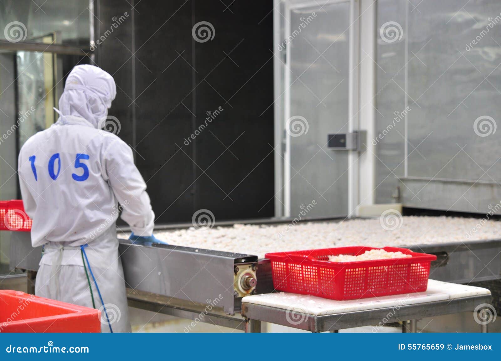Workers Are Classifying Octopus For Exporting In A Seafood Processing ...